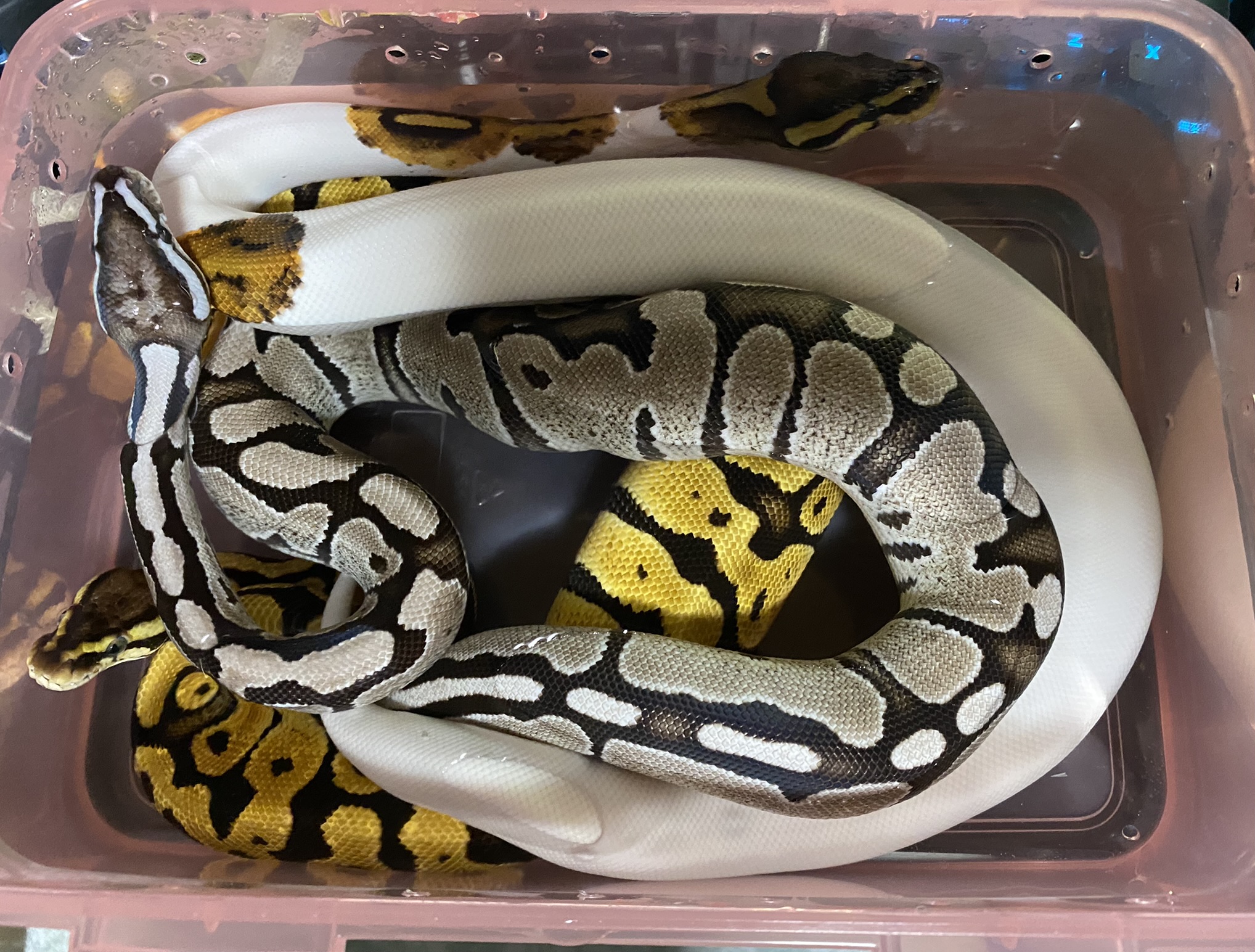 【2024年版】ボールパイソン飼育のすべて！初心者から上級者まで必見のコンテンツ | ペットワンダーランド