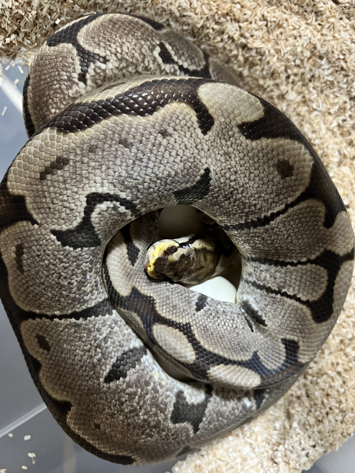 【2024年版】ボールパイソン飼育のすべて！初心者から上級者まで必見のコンテンツ | ペットワンダーランド